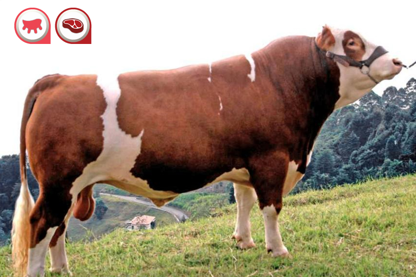 SIMMENTAL – REPROVET